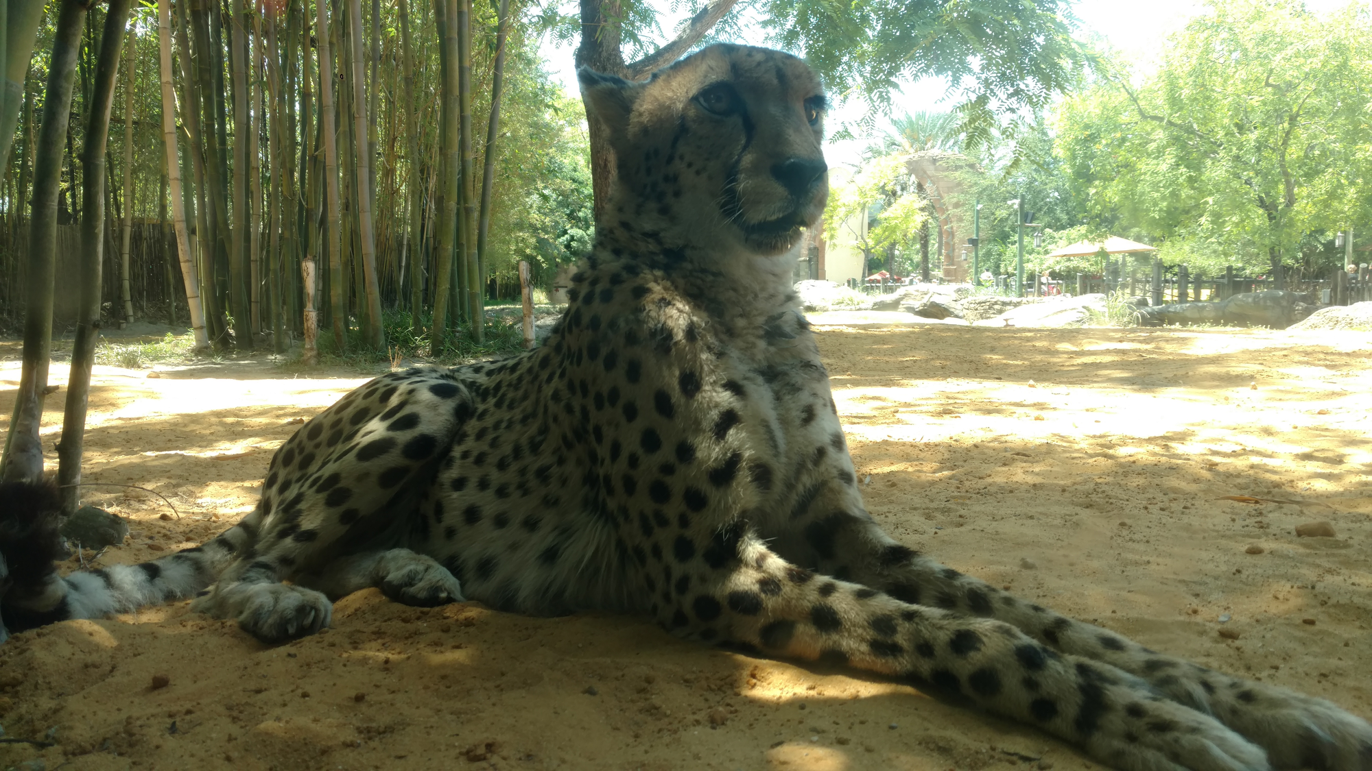 Computer Vision / Streamlit / Memory Management